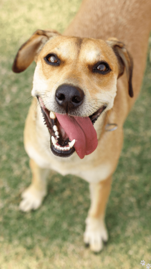 Boarding – Mystic Pet Resort