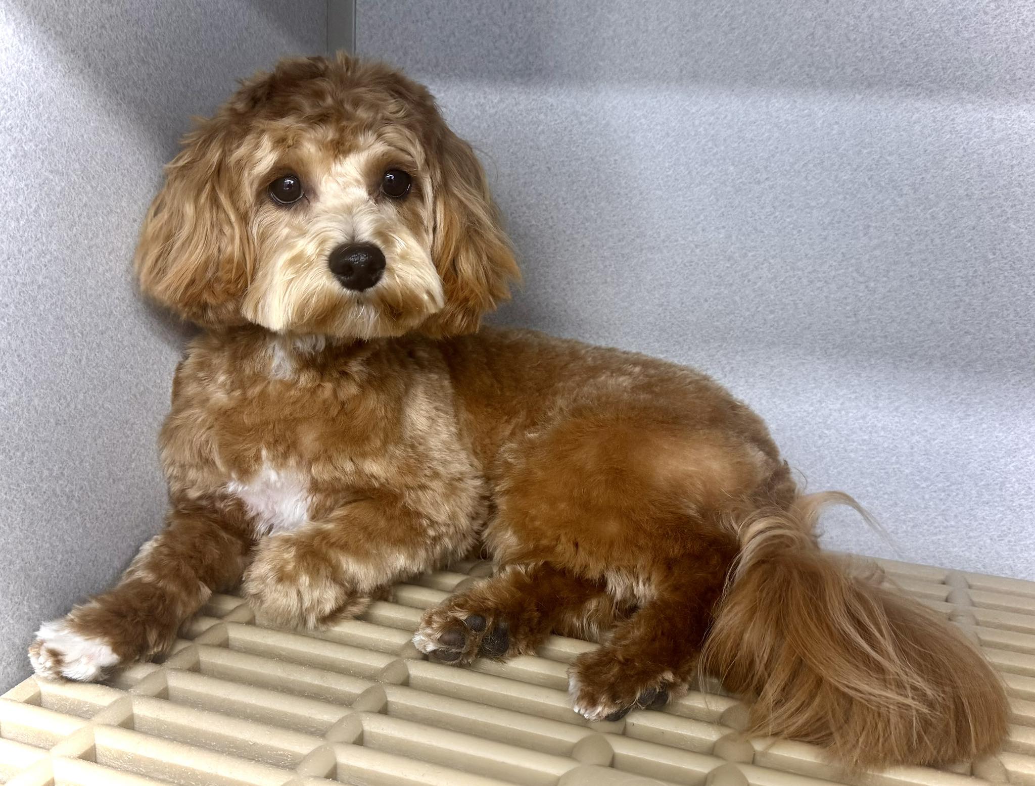 Grooming – Mystic Pet Resort