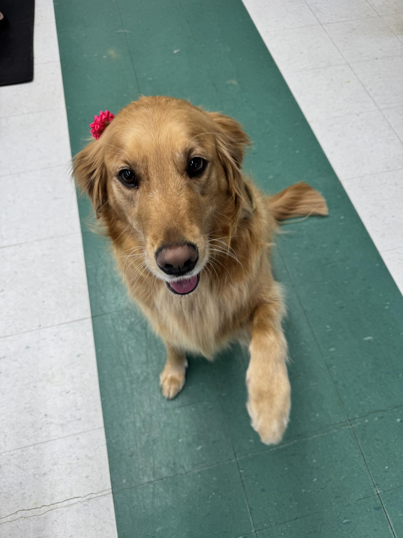 Grooming – Mystic Pet Resort