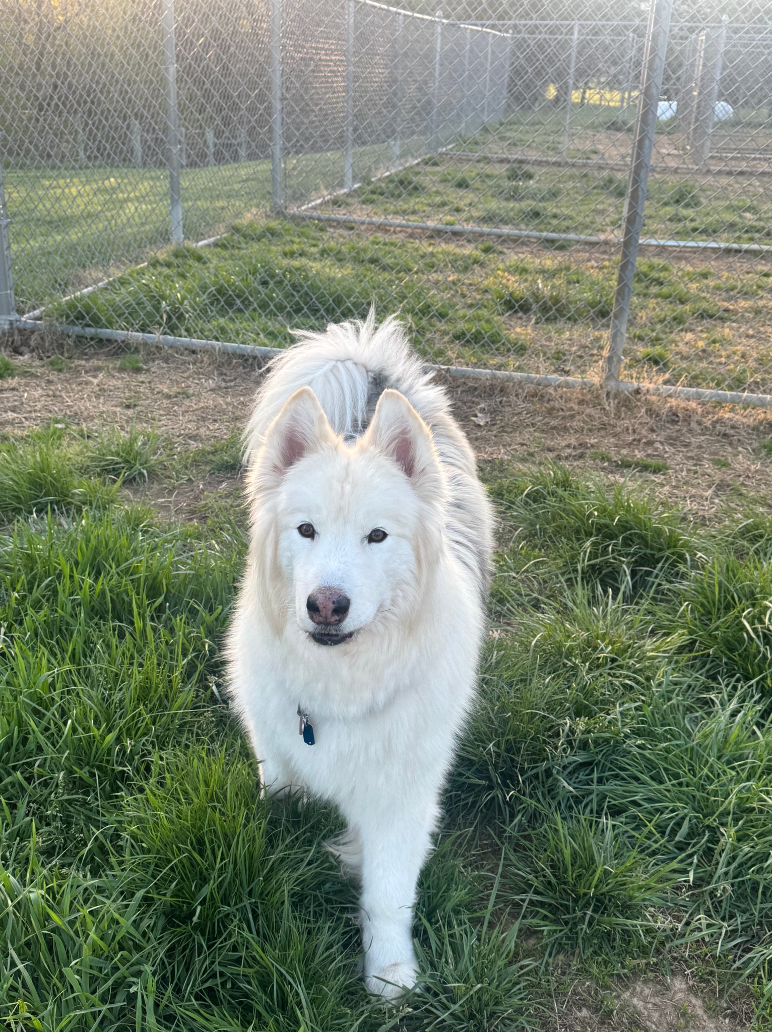 Boarding – Mystic Pet Resort